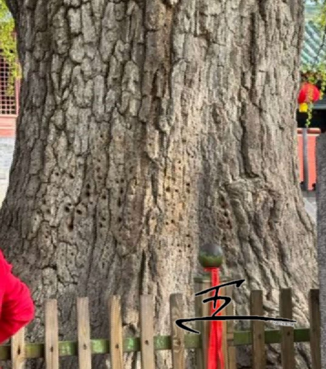 Culture / Terminology – Shaolin Kung Fu – 少林五家拳